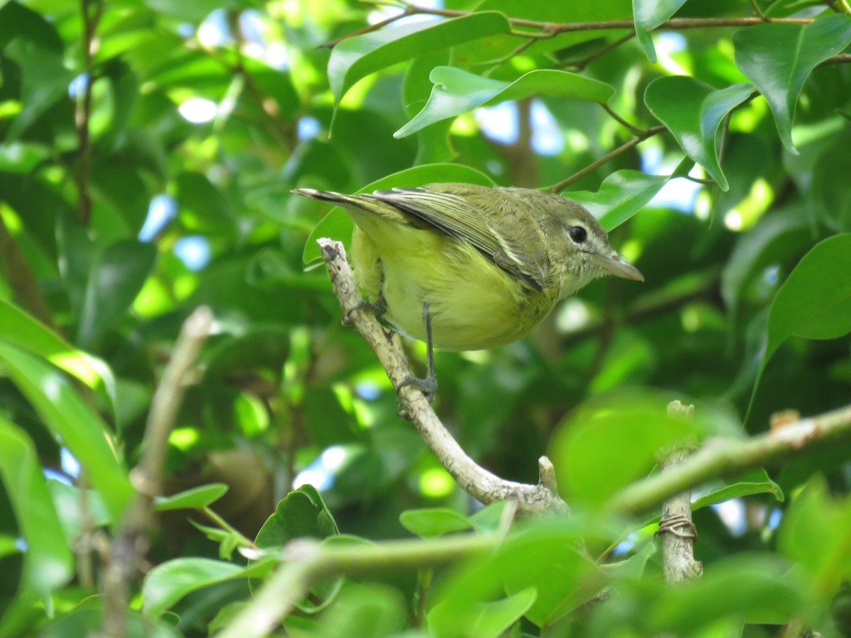 eBird Checklist - 8 Jan 2023 - Peaceful Waters Sanctuary - 36 species