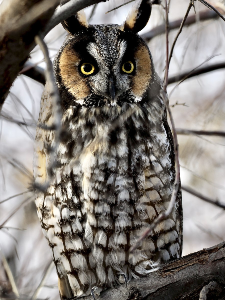 eBird Checklist - 8 Jan 2023 - Cherry Creek SP--Railroad Bed Trail - 6 ...