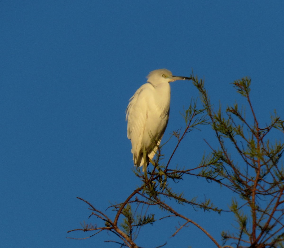 eBird Checklist - 8 Jan 2023 - Naples Lakes Country Club, Naples US-FL ...