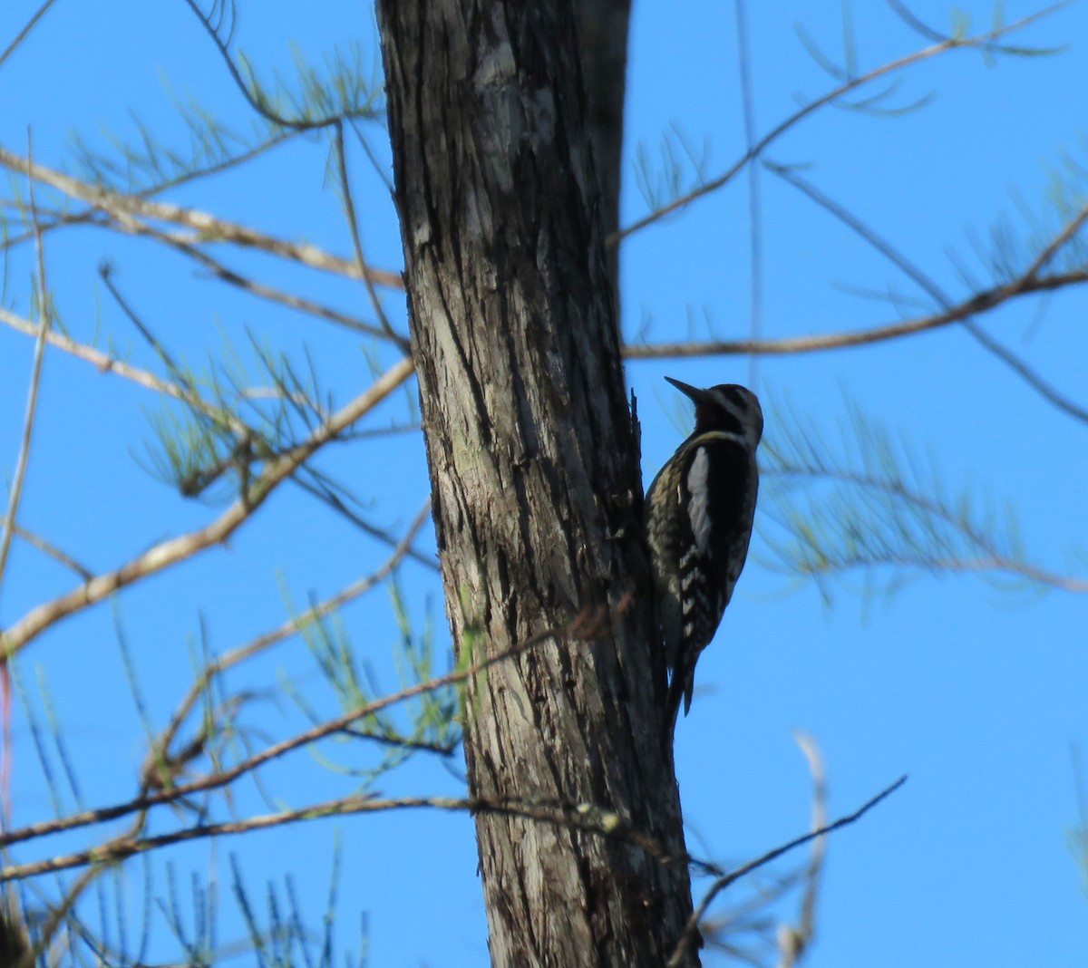 eBird Checklist - 8 Jan 2023 - serenity walk park - 26 species
