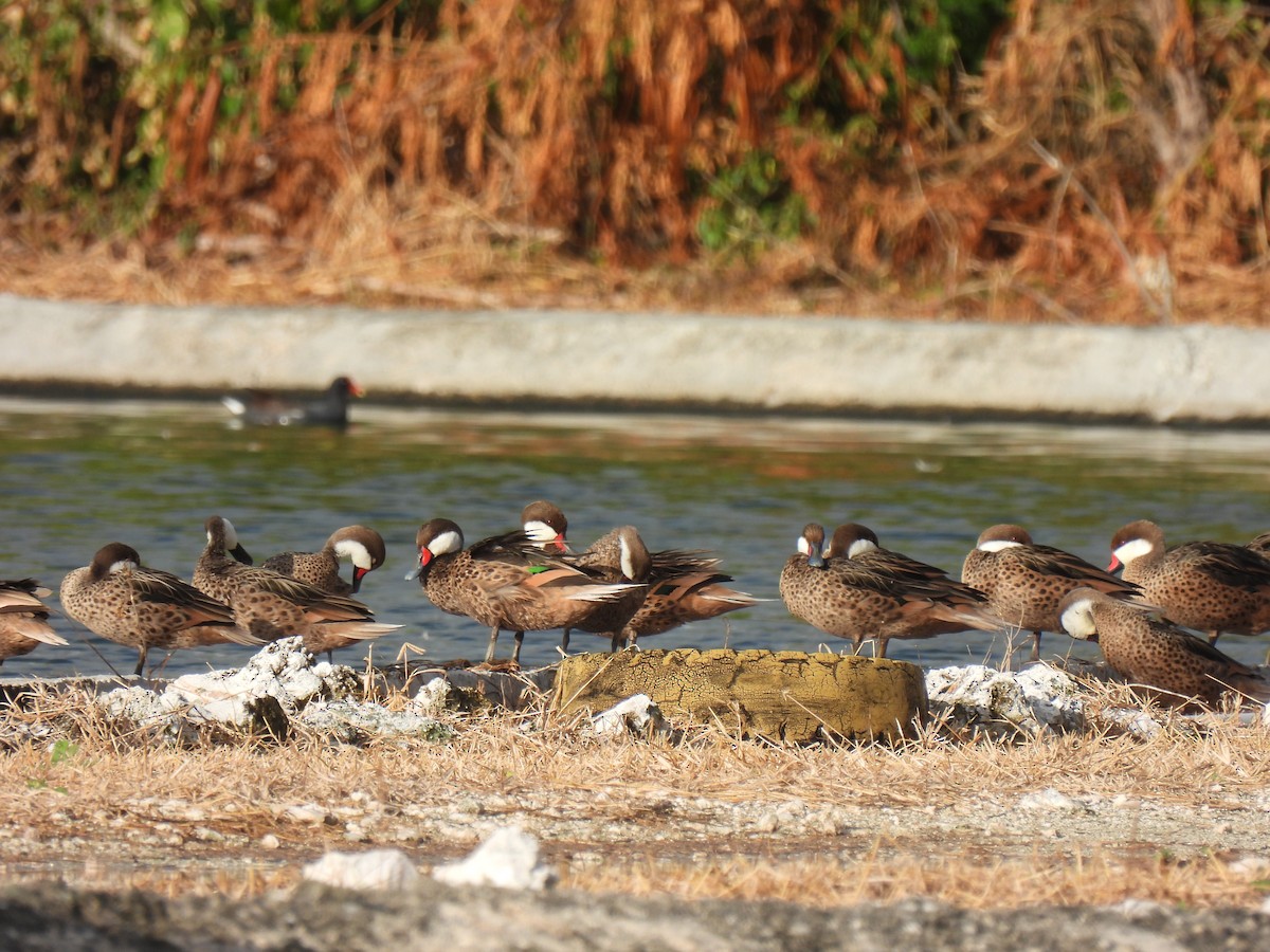 eBird Checklist - 8 Jan 2023 - Punta Cana Ecological Foundation--Water ...