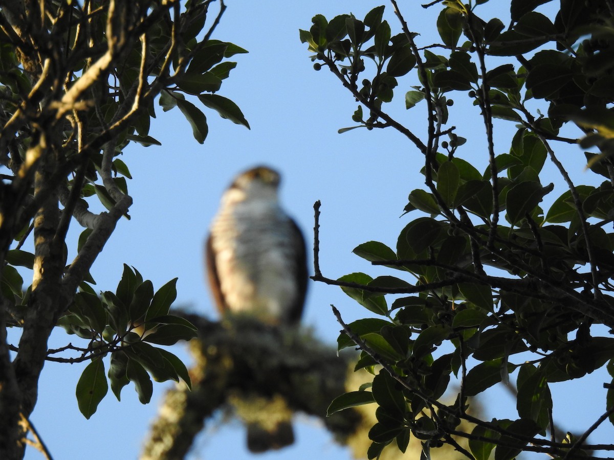 eBird Checklist - 7 Jan 2023 - abra de los toros - 29 species