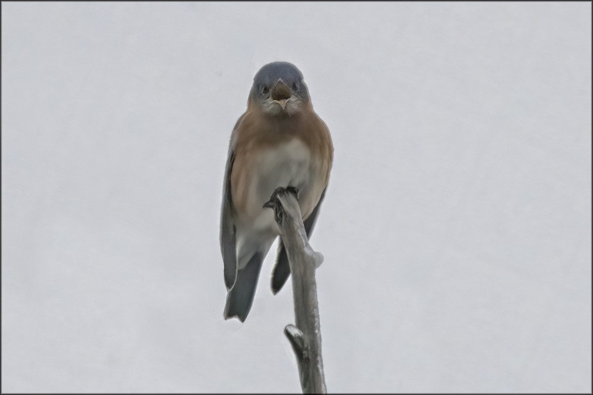 eBird Checklist - 5 Jan 2023 - Ottawa--Berry Side Road - 4 species