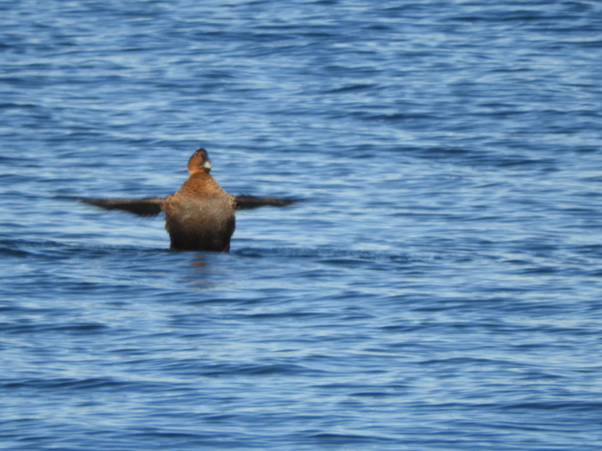 eBird Checklist - 8 Jan 2023 - BHI--Deer Island - 23 species