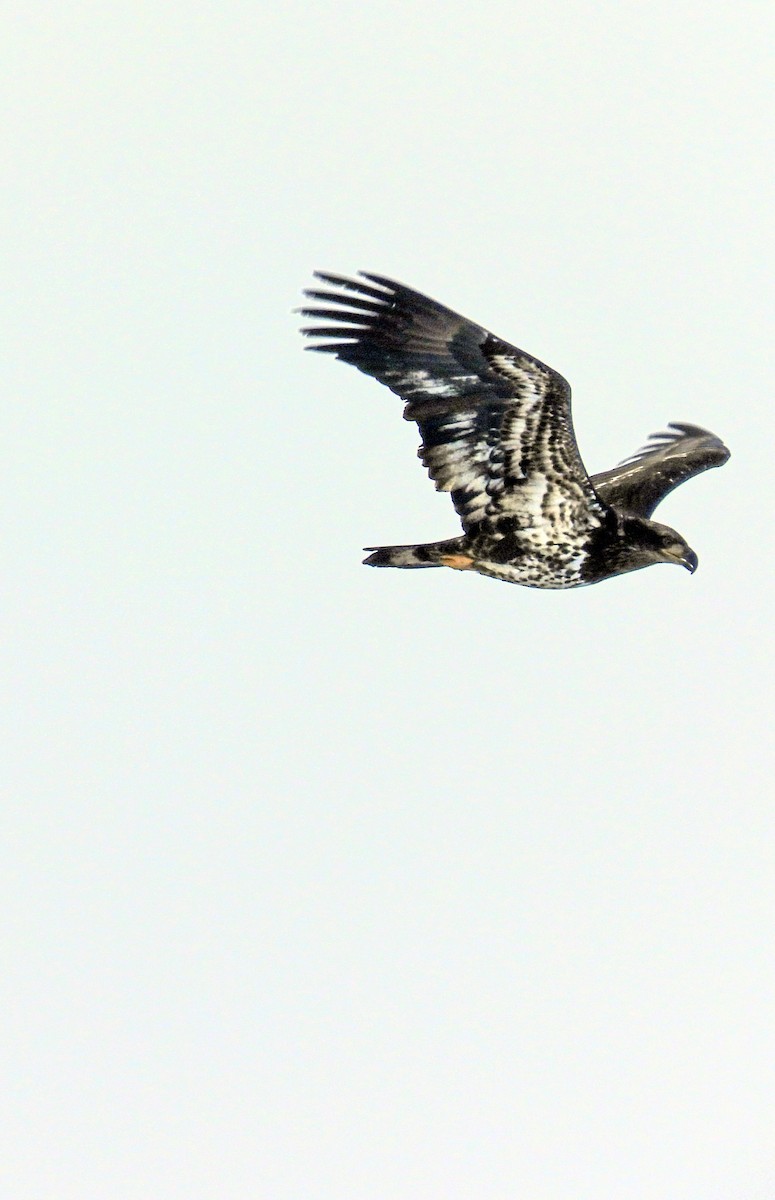 eBird Checklist - 8 Jan 2023 - Calgary--Carburn Park - 4 species
