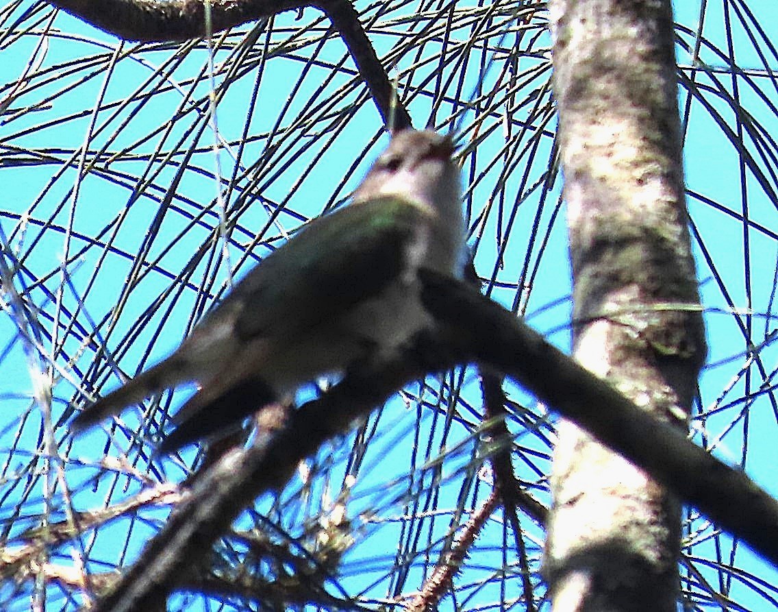 eBird Checklist - 9 Jan 2023 - Coomba Park - Confluence track - 22 species