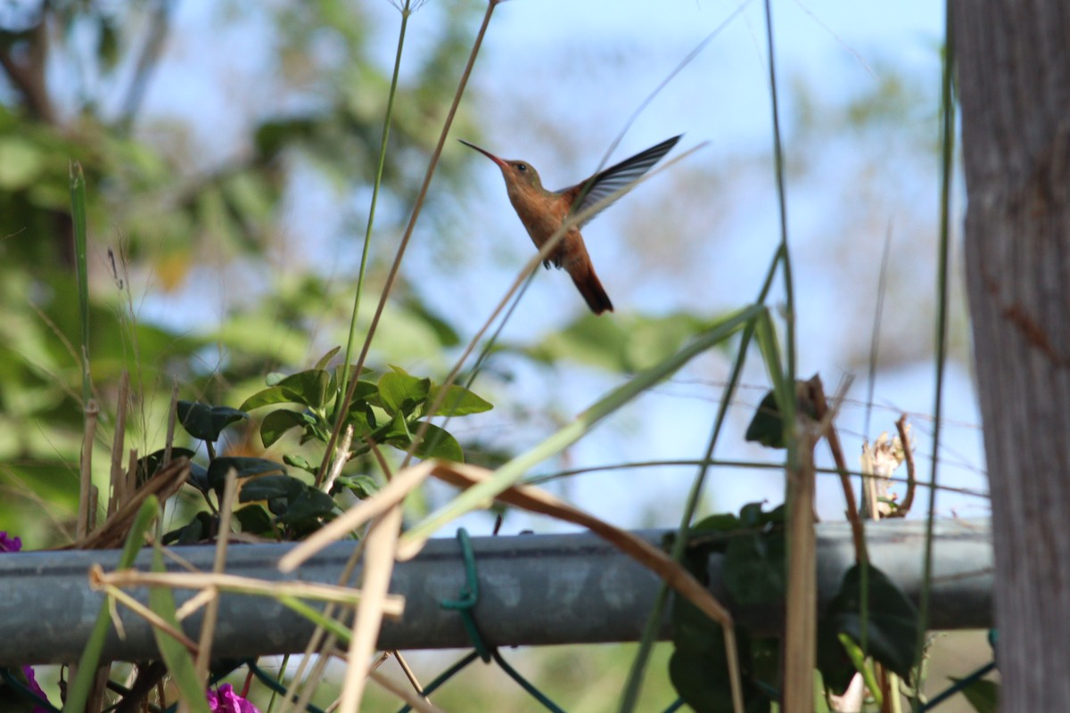 eBird Checklist - 1 Jan 2023 - Hotel Zar Colima - 32 species