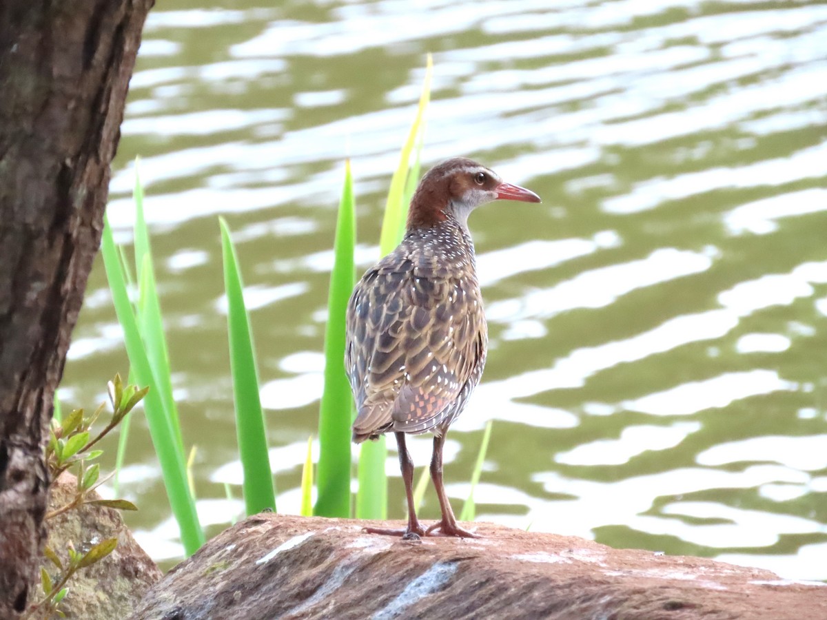 eBird Checklist - 9 Jan 2023 - Japanese Gardens (Toowoomba) - 18 species