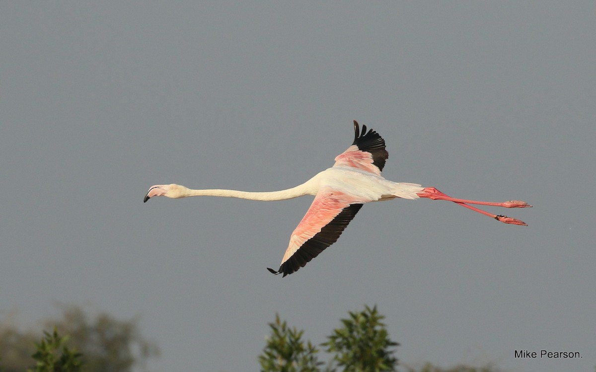 eBird Checklist - 9 Jan 2023 - Sir Bani Yas--general area - 25 species