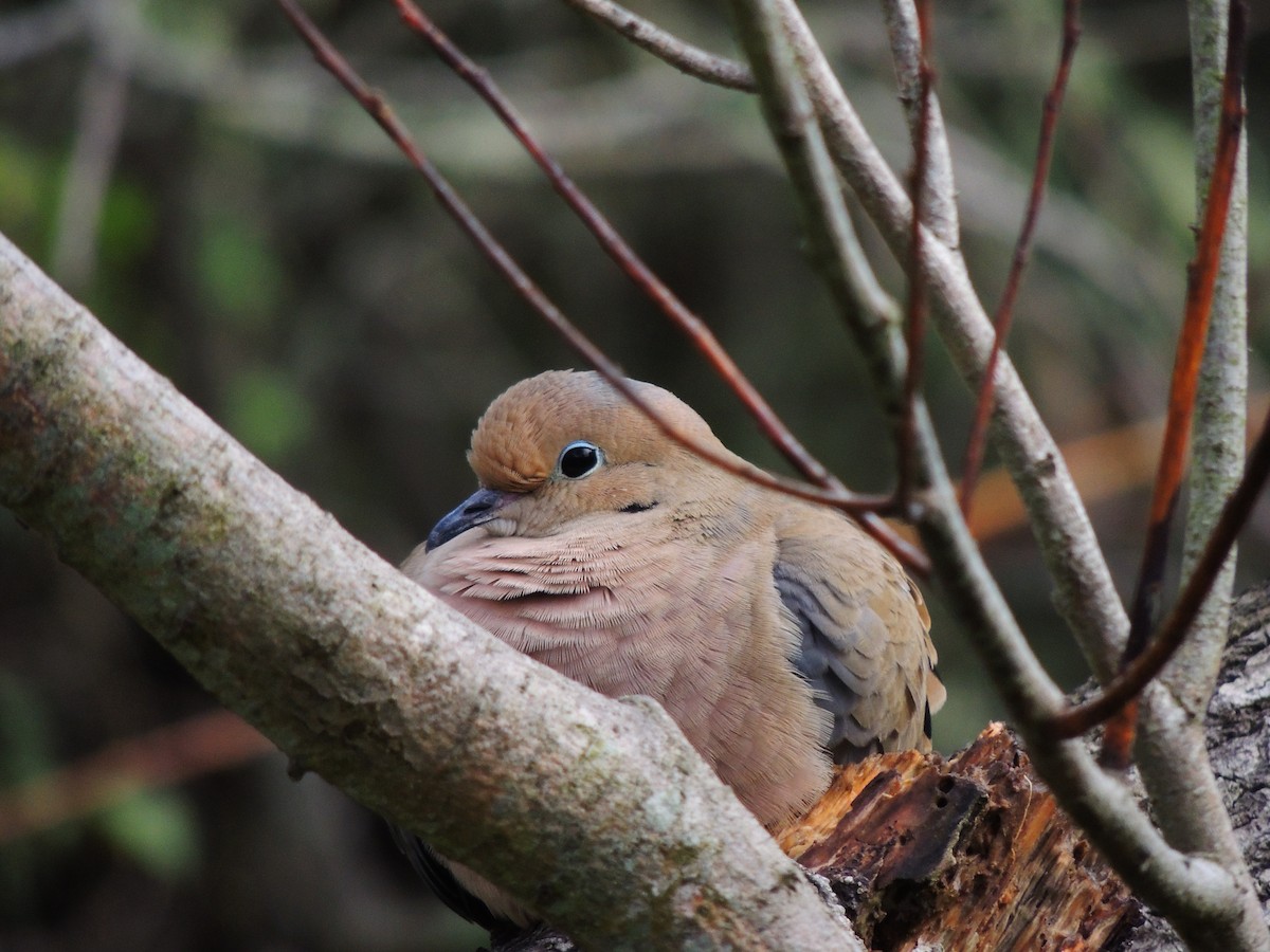 eBird Checklist - 8 Jan 2023 - Lighthouse Field SB - 24 species
