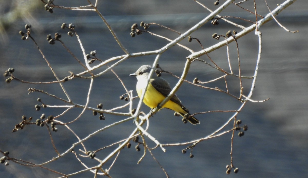 eBird Checklist - 9 Jan 2023 - Challenger 7 Memorial Park (UTC 084) - 1 ...