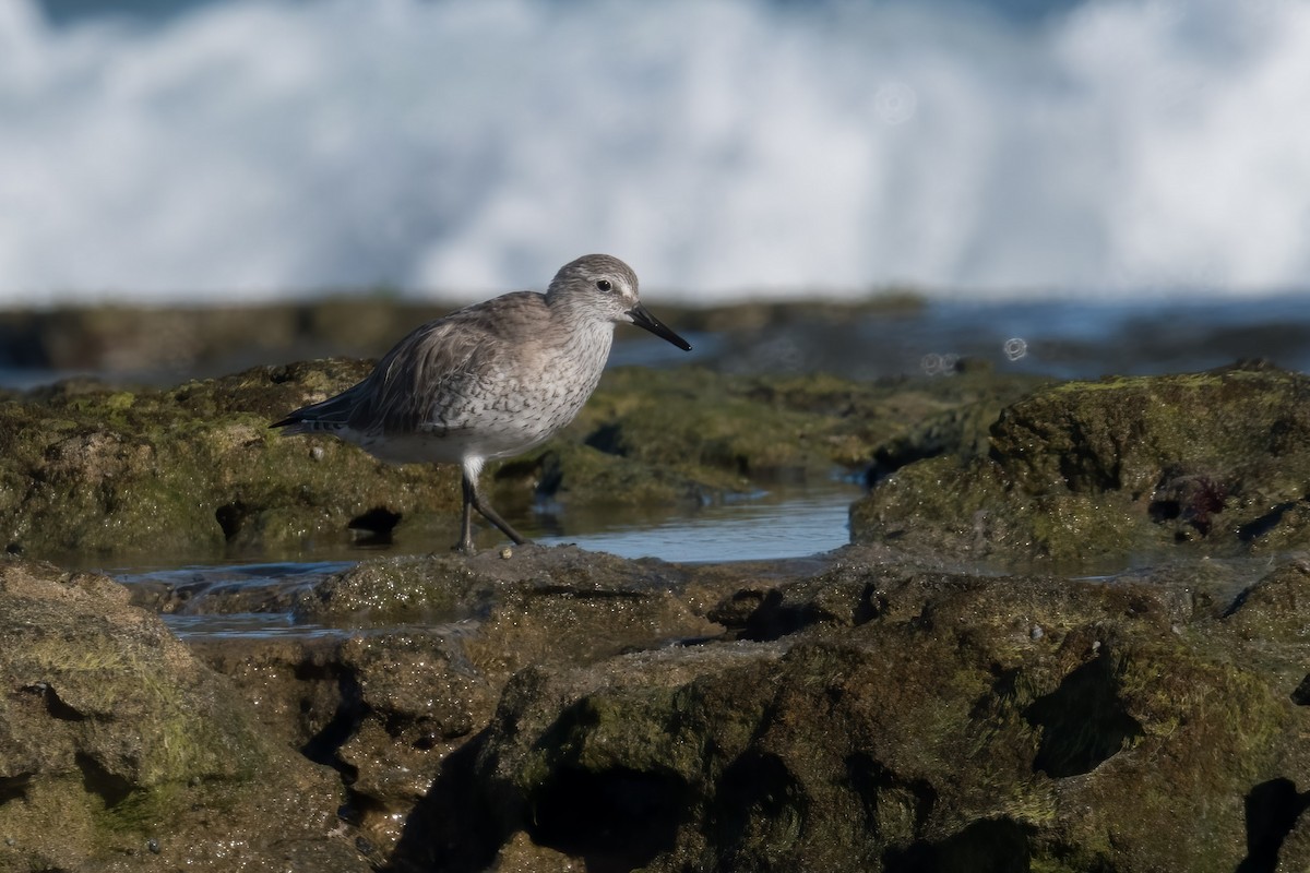 eBird Checklist - 8 Jan 2023 - Reserva Natural Finca Nolla - 14 species