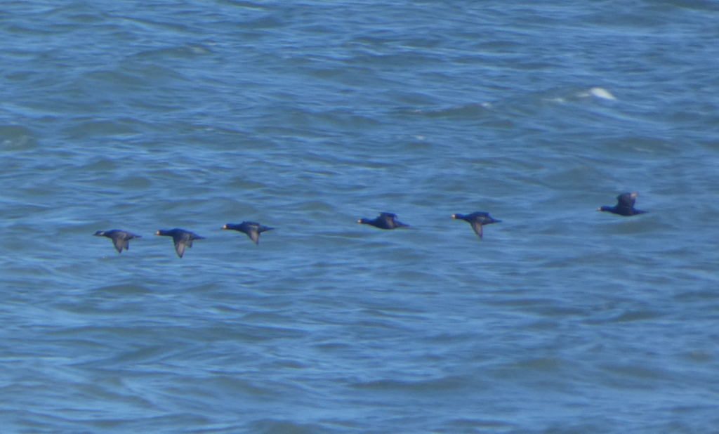 eBird Checklist - 9 Jan 2023 - Cape Henlopen SP--Herring Point - 9 species