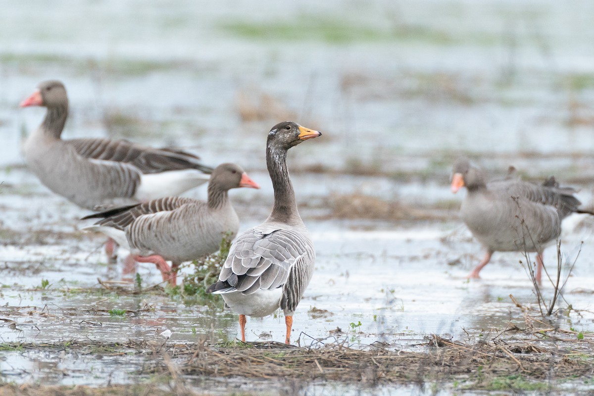 Bar-headed x Greylag Goose (hybrid) - eBird