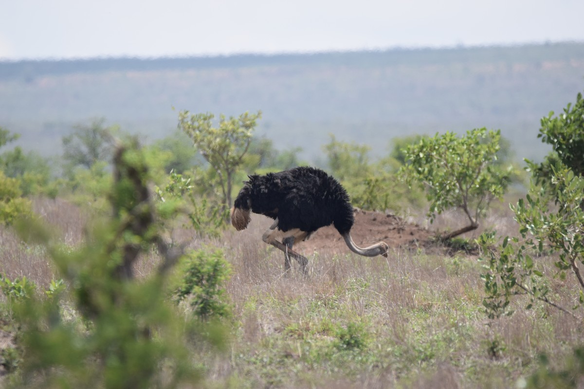 eBird Checklist - 16 Dec 2016 - Kruger NP--Nkuhlu Picnic Site - 7 species
