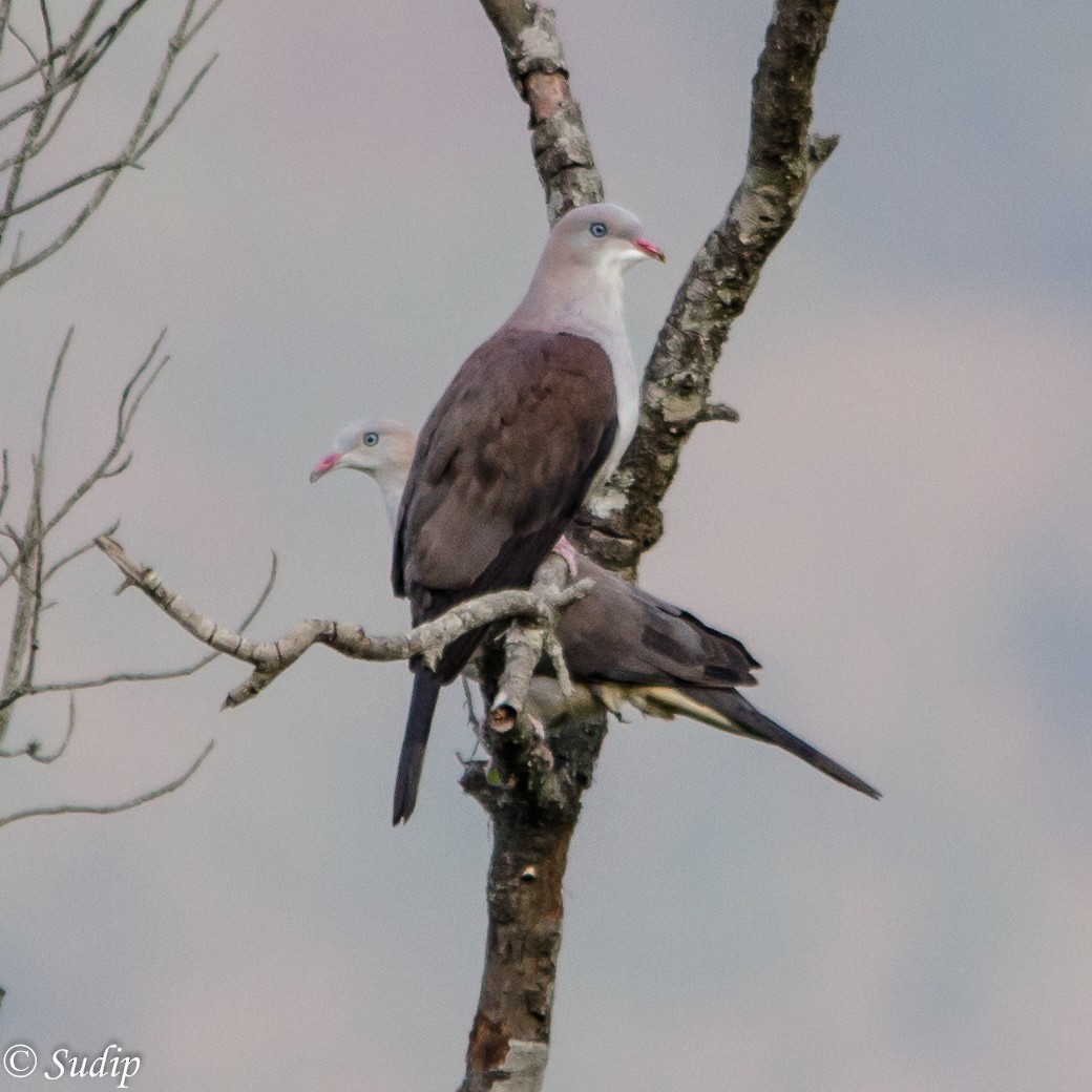 eBird Checklist - 23 Mar 2016 - Mahananda WLS--Latpanchar - 48 species