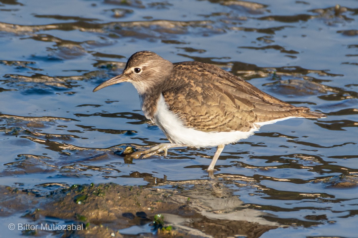 eBird Checklist - 10 Jan 2023 - Orio - Motondo - 1 species
