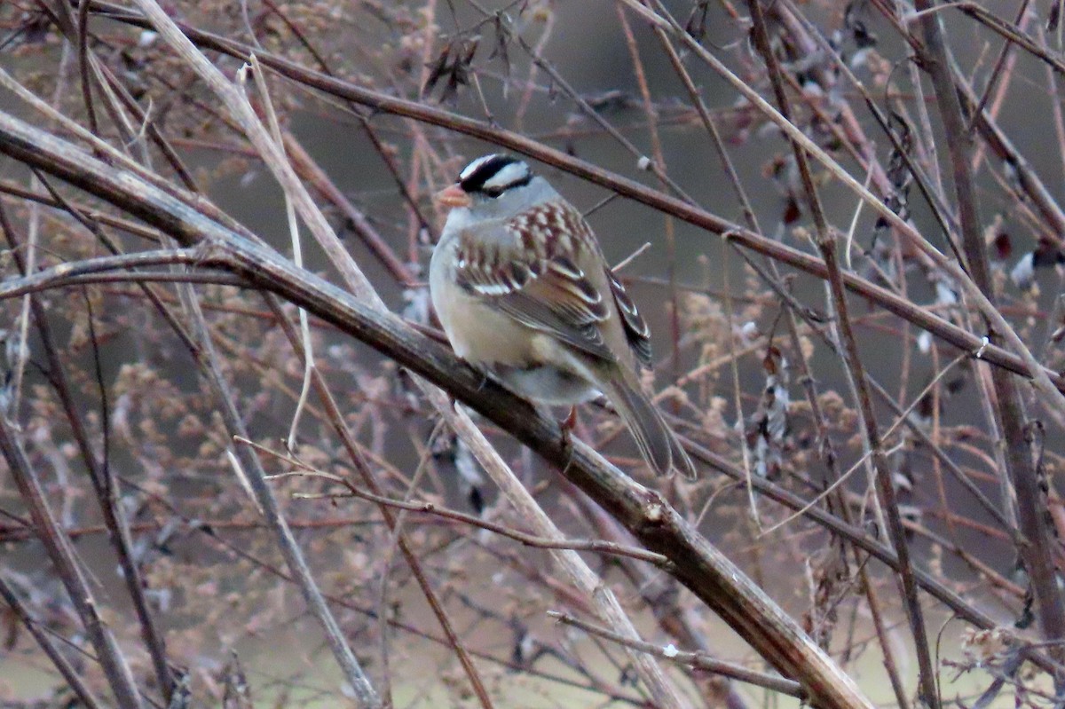 eBird Checklist - 7 Jan 2023 - Peter's Cr. Spring Area - 15 species