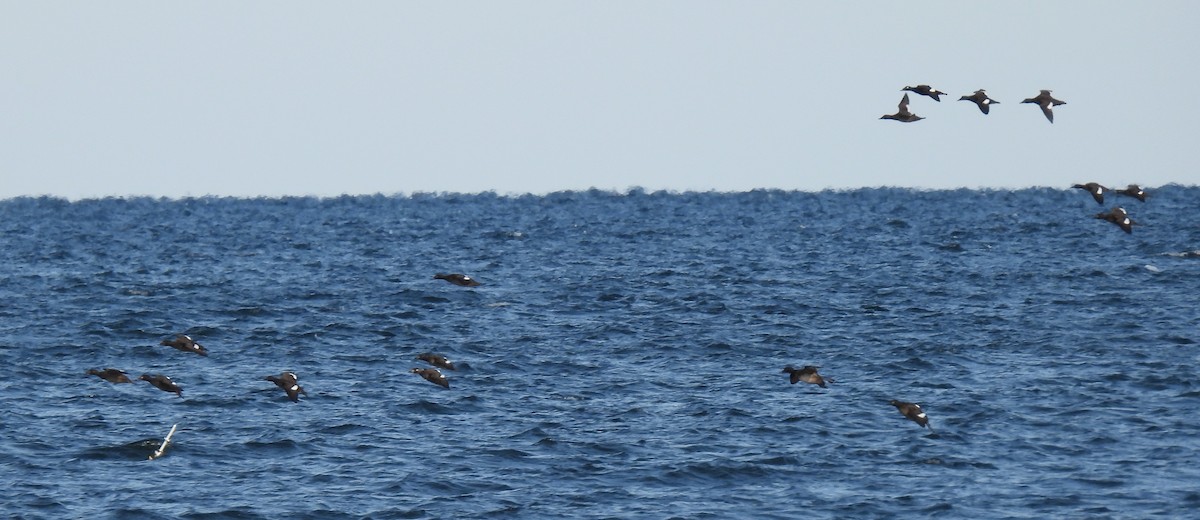 Mass Audubon eBird Checklist - 10 Jan 2023 - Salisbury Beach State ...