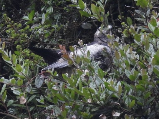 eBird Checklist - 16 Dec 2022 - Antisana Ecological Reserve, Quijos EC ...