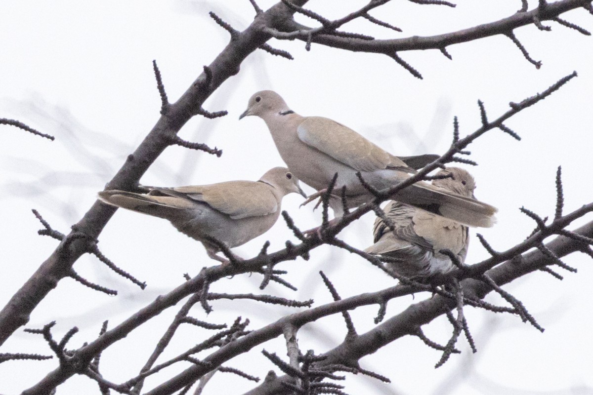 eBird Checklist - 10 Jan 2023 - CJ Strike WMA--West Inlet Pond - 3 species