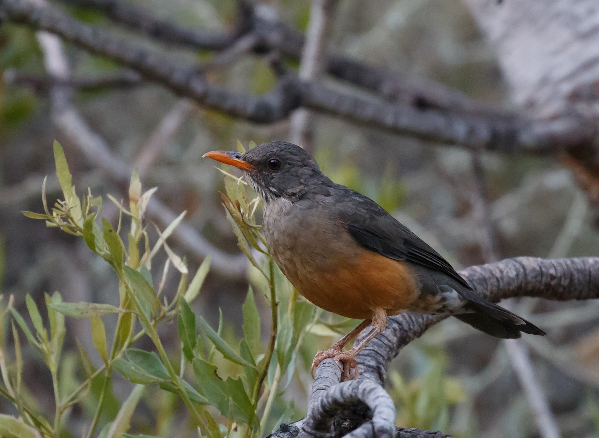 Olive Thrush - Turdus olivaceus - Birds of the World