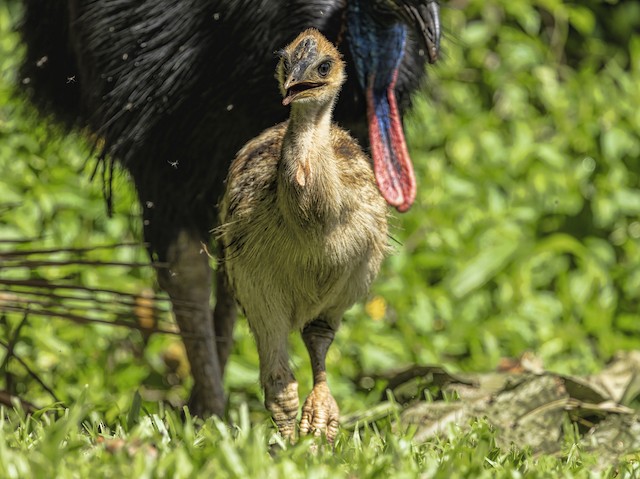 Baby Cassowary