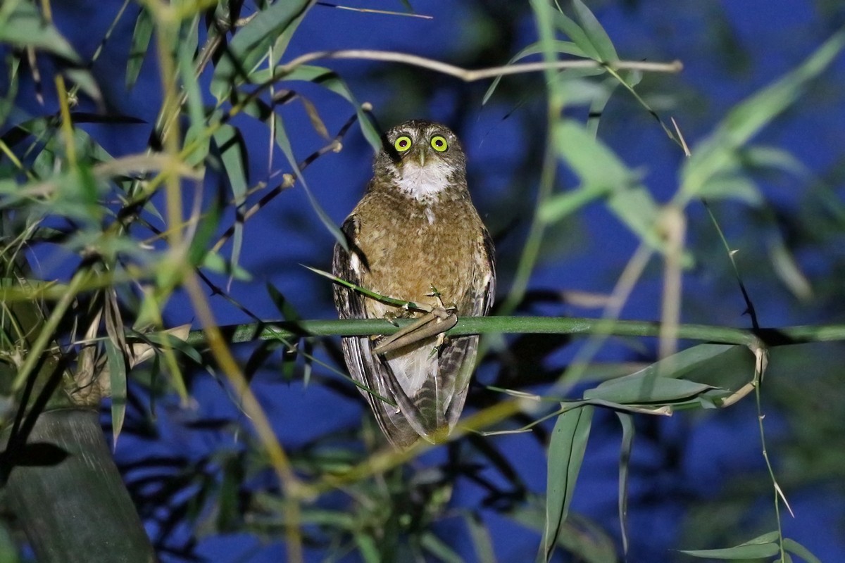 Cebu Boobook - Ninox rumseyi - Birds of the World