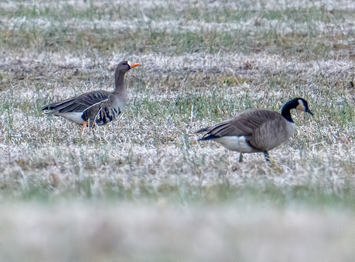 eBird Checklist - 2 Jan 2023 - Swan Harbor Farm Park - 55 species (+1 ...