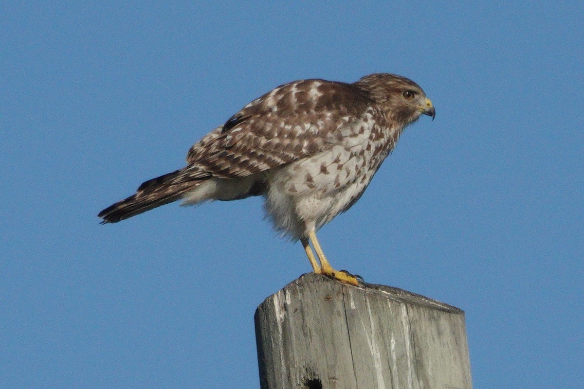 eBird Checklist - 11 Jan 2023 - Venice Municipal Airport - 24 species