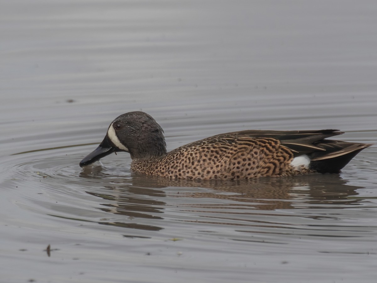 eBird Checklist - 11 Jan 2023 - San Joaquin Wildlife Sanctuary ...
