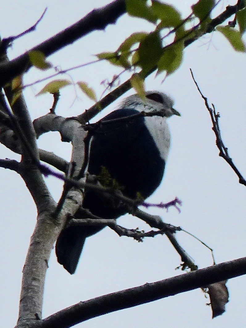 eBird Checklist - 13 Oct 2022 - Mt Karthala - 27 species