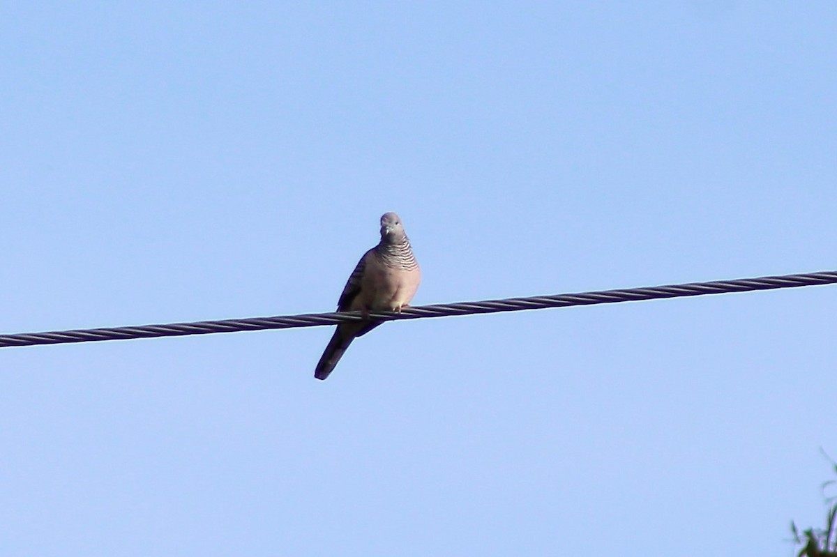 eBird Checklist - 11 Jan 2023 - Redden Island (Machans Beach, Cairns ...