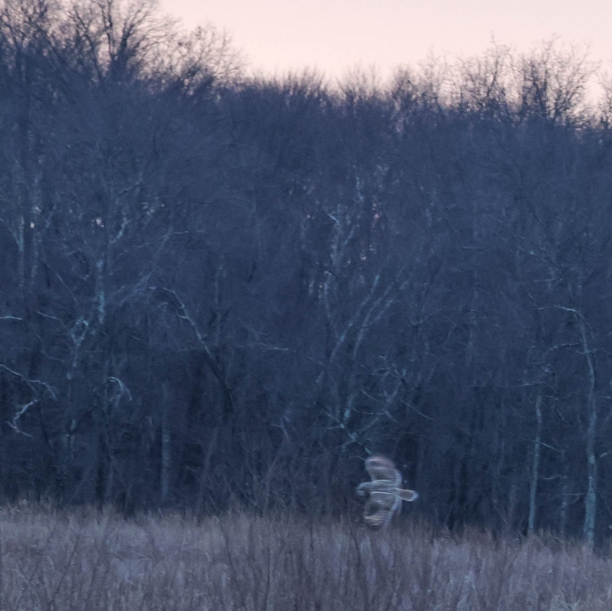 New Jersey eBird Checklist - 8 Jan 2023 - North West Mercer Park ...