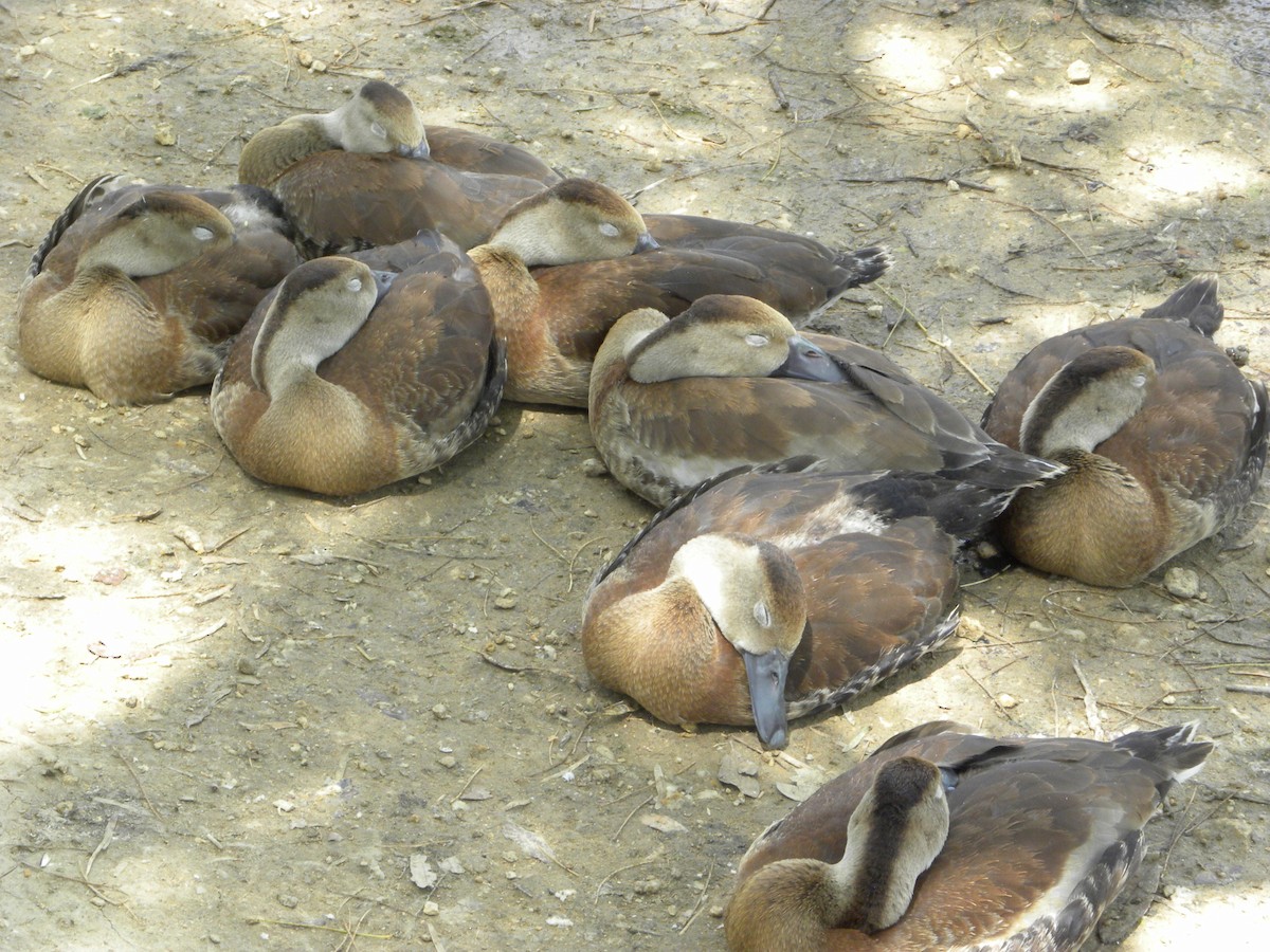 eBird Checklist - 14 Jul 2010 - Heritage Duck Pond Park, San Antonio ...