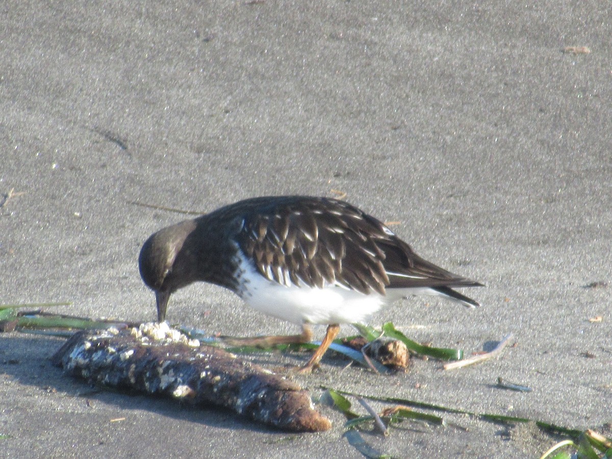 eBird Checklist - 10 Jan 2023 - Ocean Shores--Pt. Brown Jetty - 6 ...