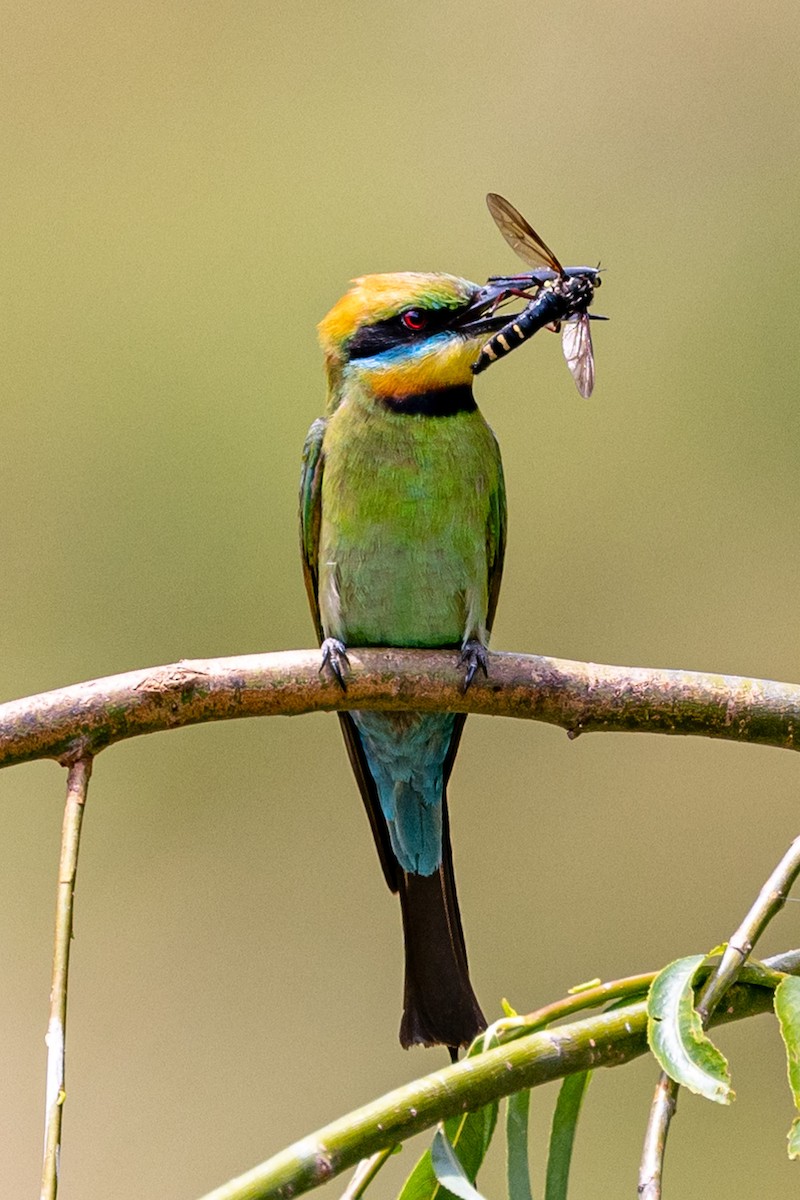 eBird Checklist - 12 Jan 2023 - Naas Road at Apollo Road - 22 species