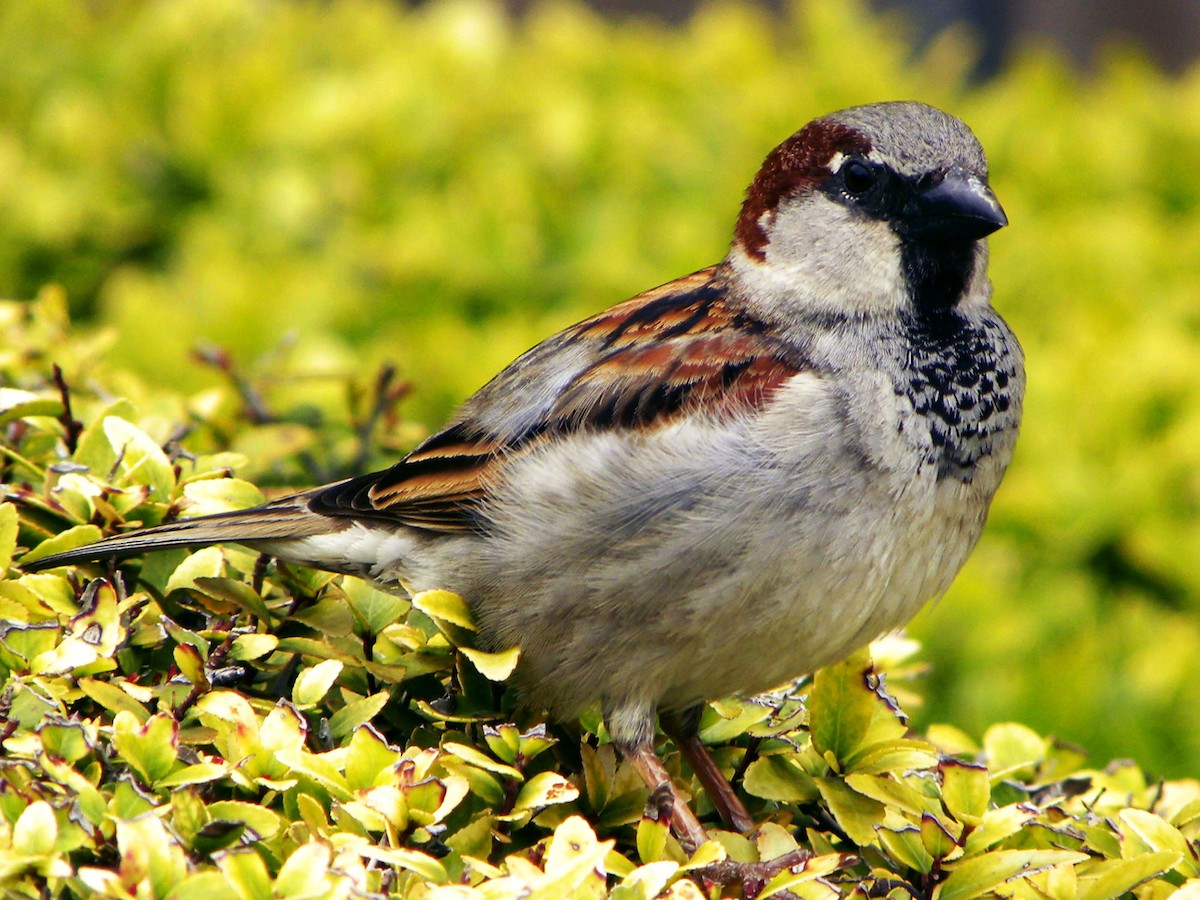 eBird Checklist - 6 Mar 2010 - Wilford Hall Ambulatory Surgical Center ...