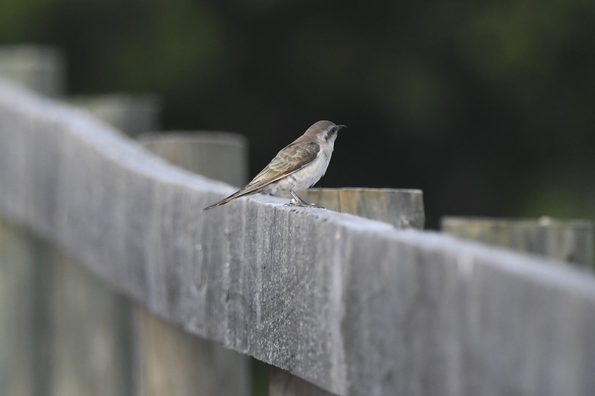eBird Australia Checklist - 12 Jan 2023 - Yarra Valley Trail, Lilydale ...