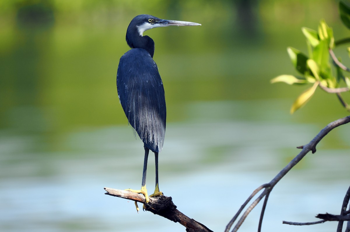 garça-negra (gularis) - eBird