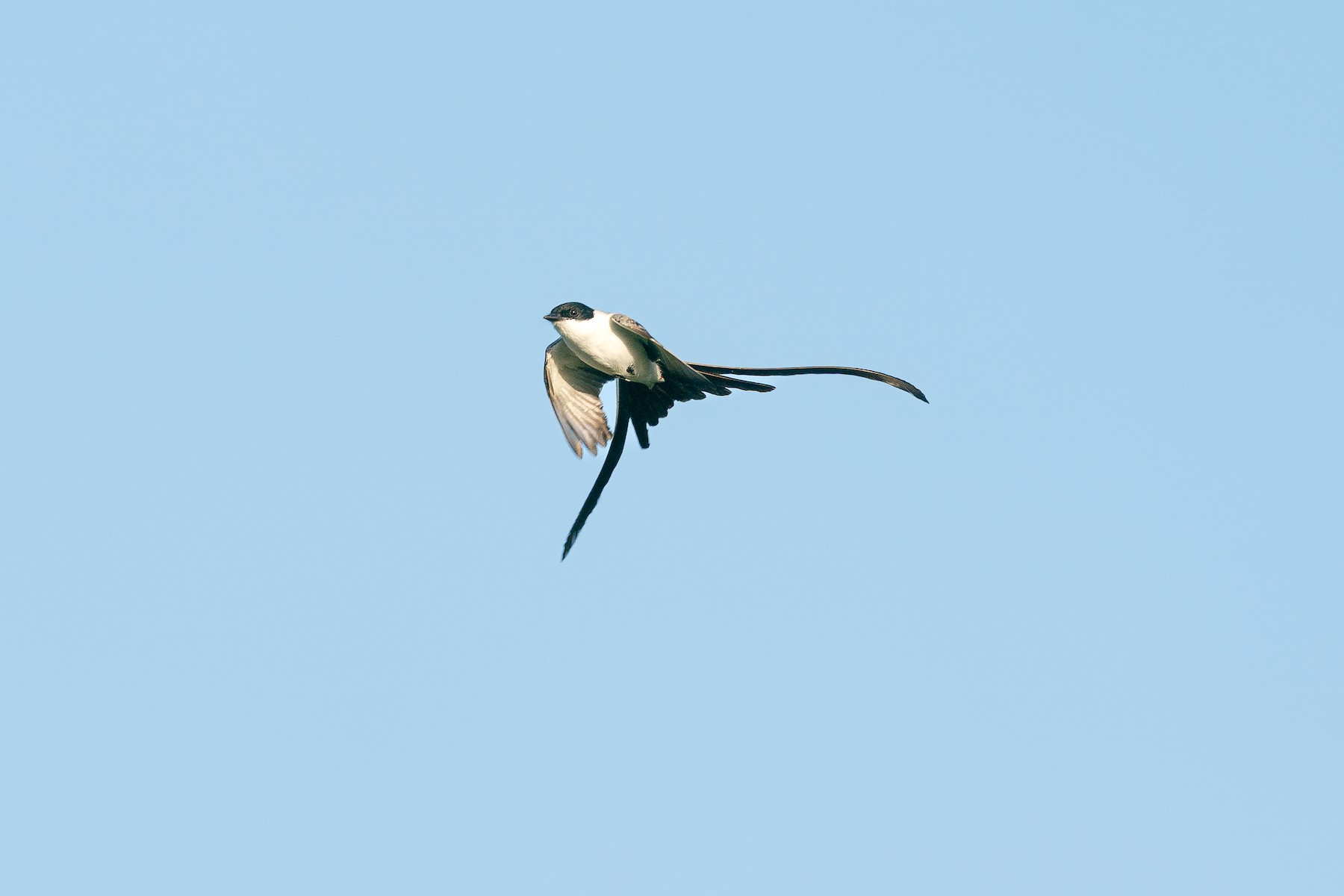 Tijereta (monachus) - eBird