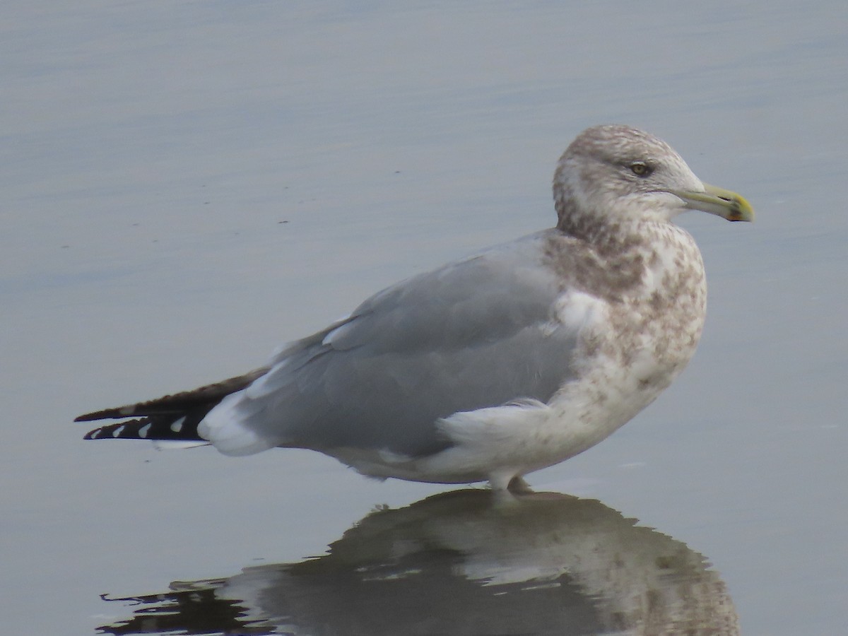 eBird Checklist - 12 Jan 2023 - Bolsa Chica Ecological Reserve - 32 species