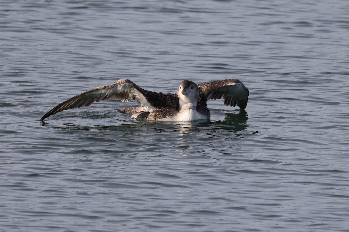 eBird Checklist - 12 Jan 2023 - Quivira Point - 14 species