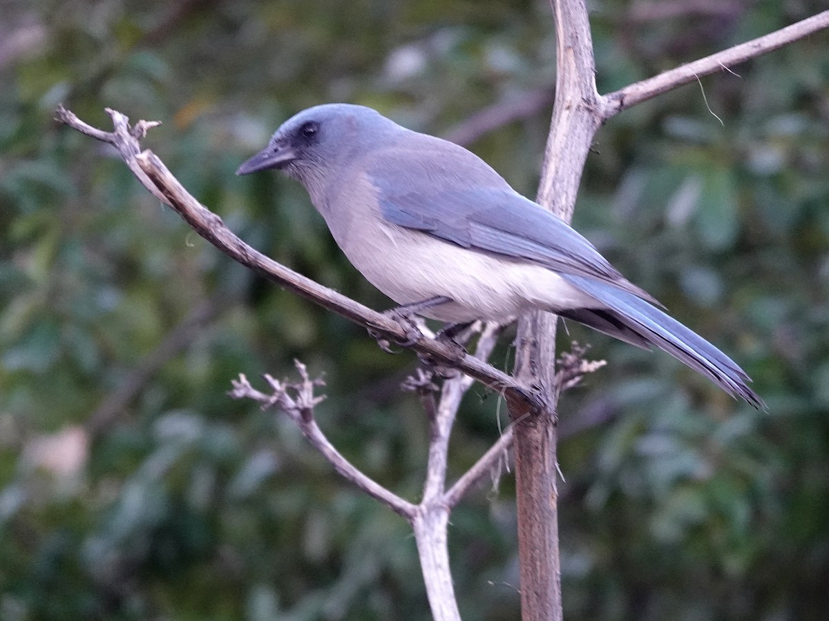 ML523465271 - Mexican Jay - Macaulay Library