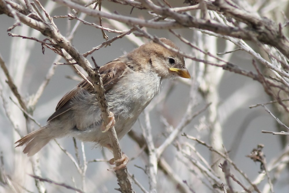 eBird Checklist - 31 Dec 2022 - Port Kembla Home - 17 species