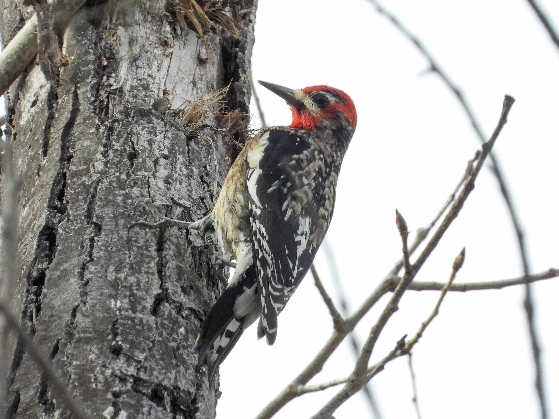 Yellow-bellied x Red-breasted Sapsucker (hybrid) - eBird