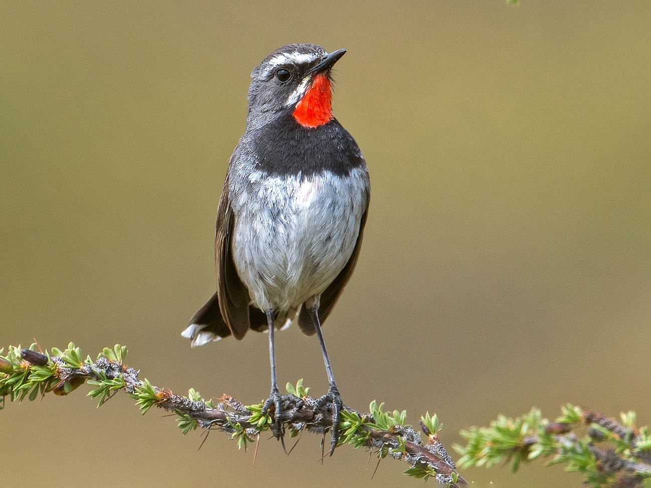 Chinese Rubythroat - eBird