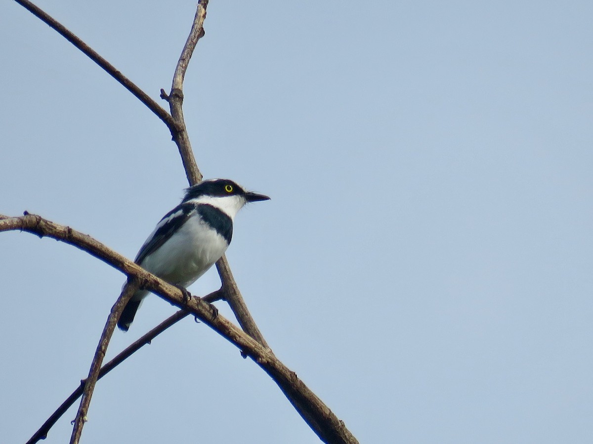 Pale Batis - Batis soror - Birds of the World