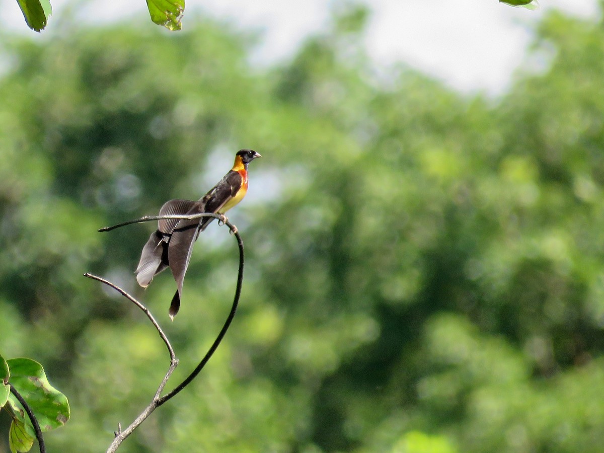 Broad-tailed Paradise-Whydah - Vidua obtusa - Birds of the World