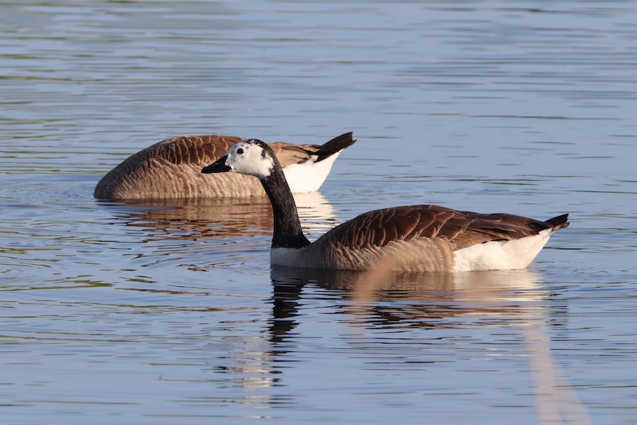 Branta sp. - eBird